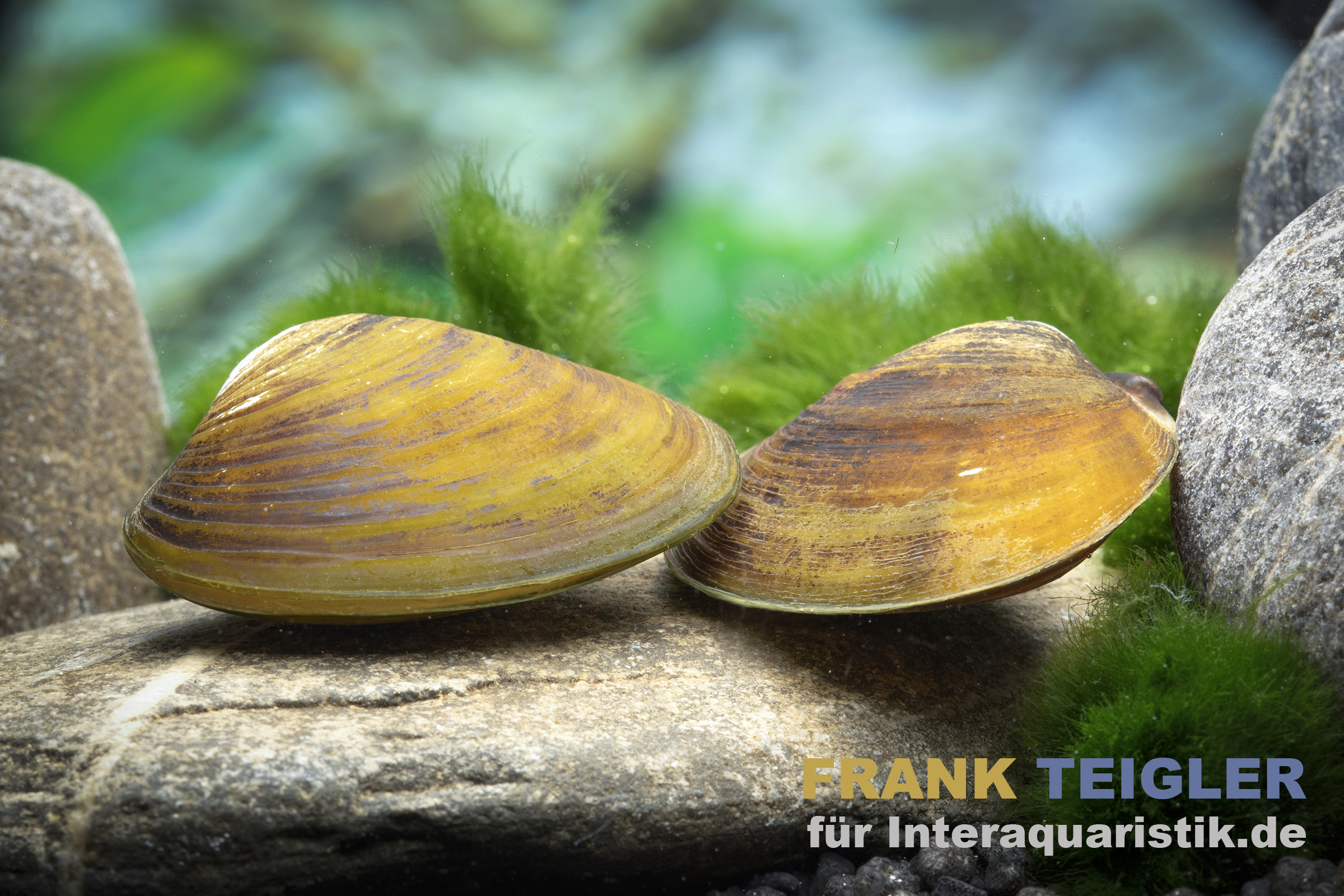 Muscheln für das Aquarium, Süßwassermuscheln im Shop kaufen