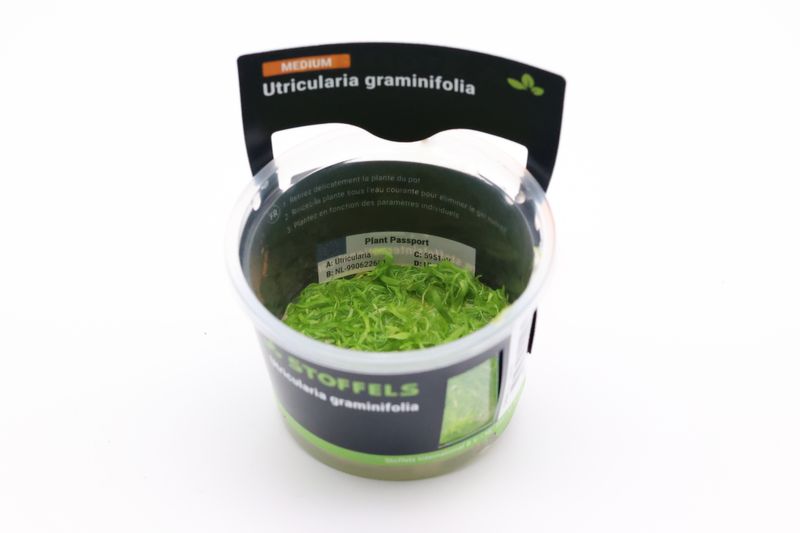 Kleiner Wasserschlauch, Utricularia graminifolia, online kaufen