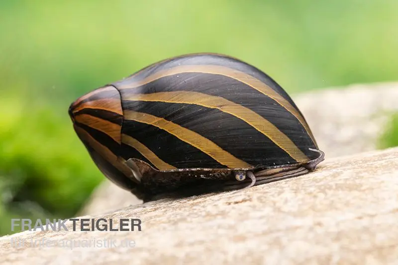 Rennschnecken kaufen - Algenbekämpfung mit bunten Wasserschnecken