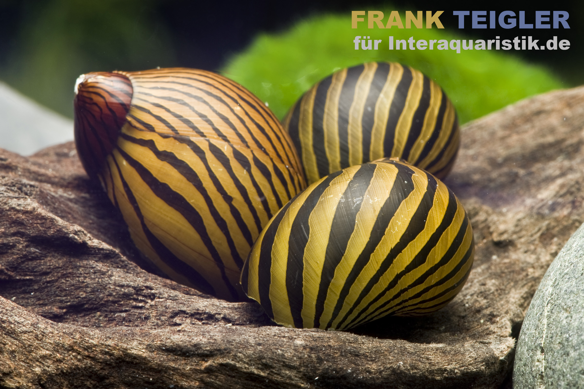 Rennschnecken kaufen – Algenfresser mit schönen Mustern