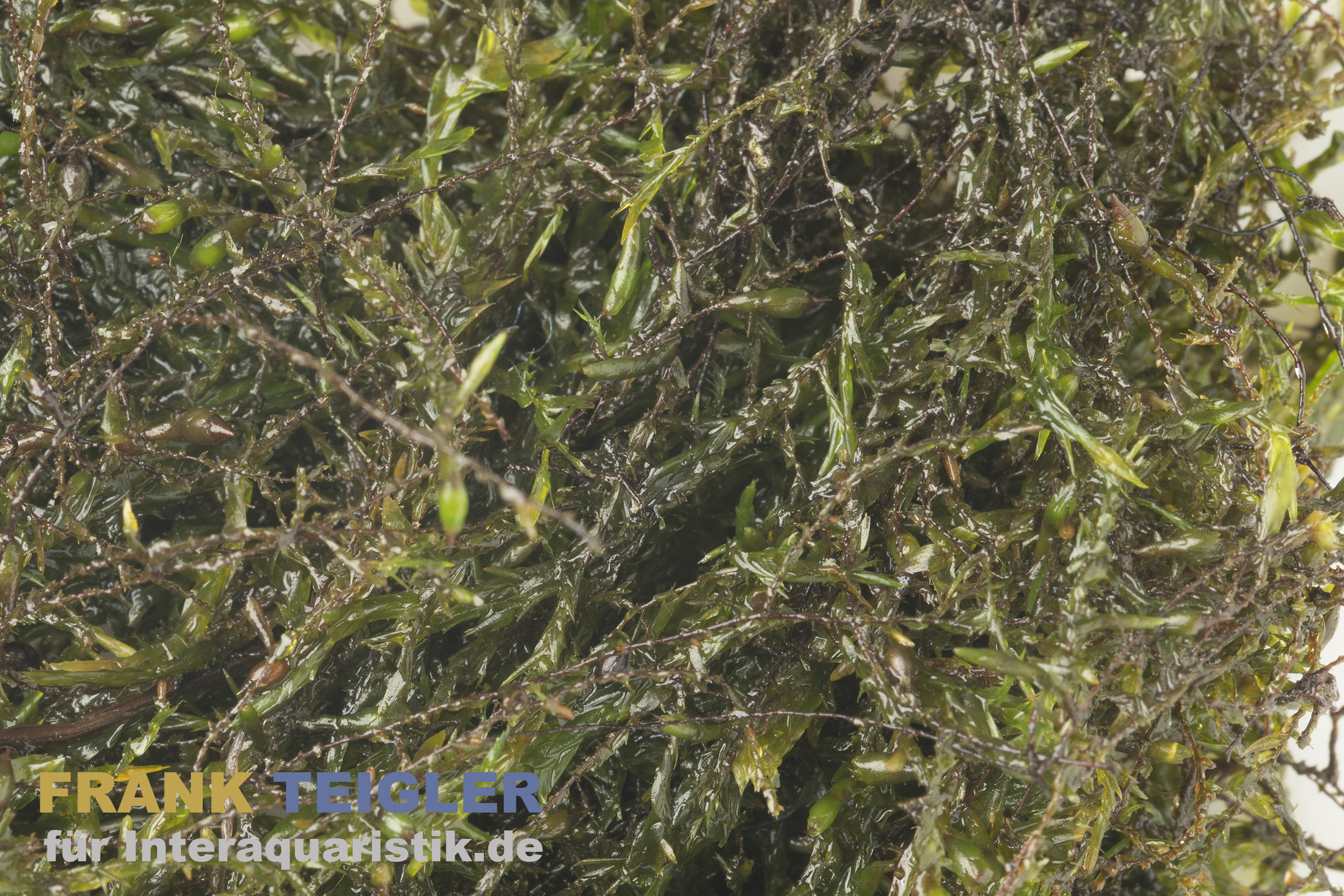 Gewöhnliche Quellmoos, Fontinalis antipyretica, 150 ml kaufen