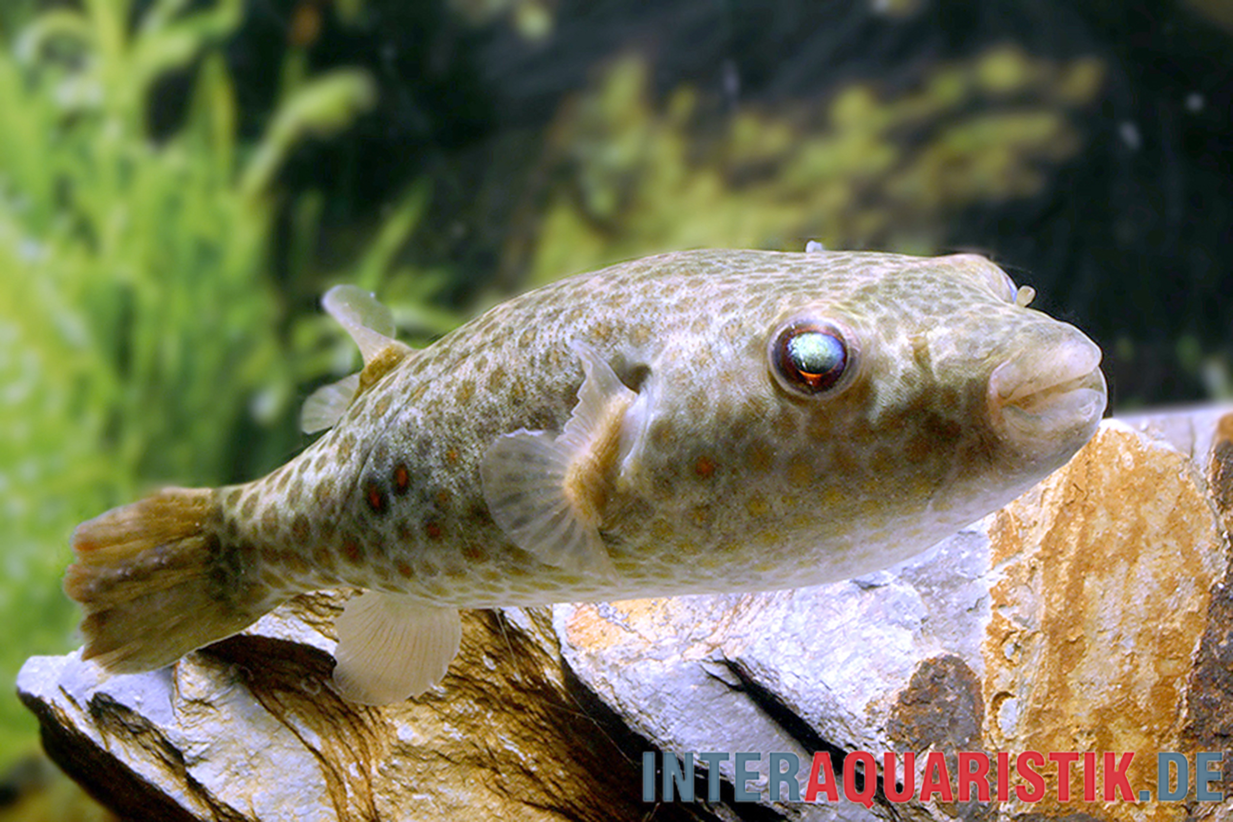 Abeis Kugelfisch, Pao abei Tiere Zierfische Kugelfische