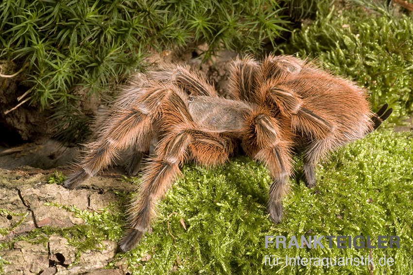 Rote Chile-Vogelspinne, Grammostola rosea, online kaufen