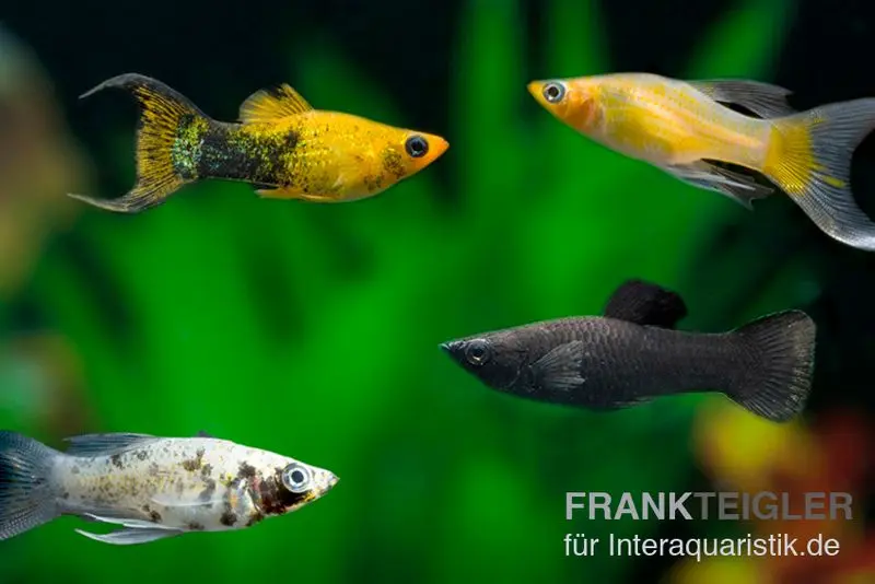 Lebendgebärende Zierfische für das Aquarium, Lebend gebärende Fische kaufen