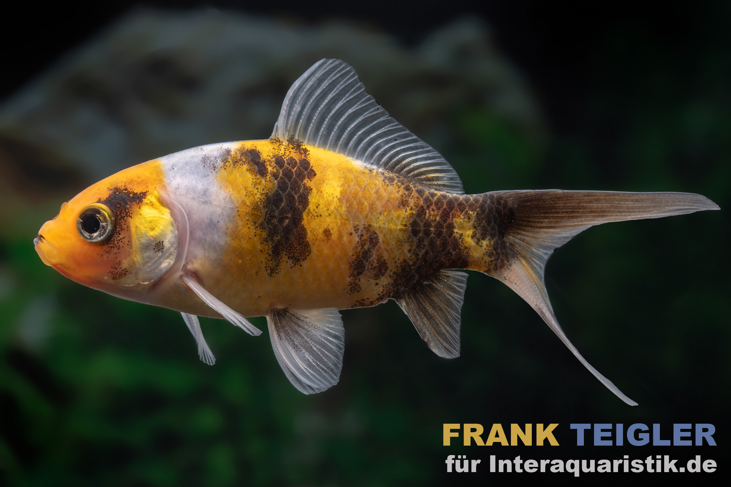 Shubunkin Goldfisch gelbschwarz – Calico Carassius auratus