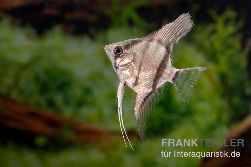 Amapa Red Back Rotrücken-Skalar, Pterophyllum scalare kaufen