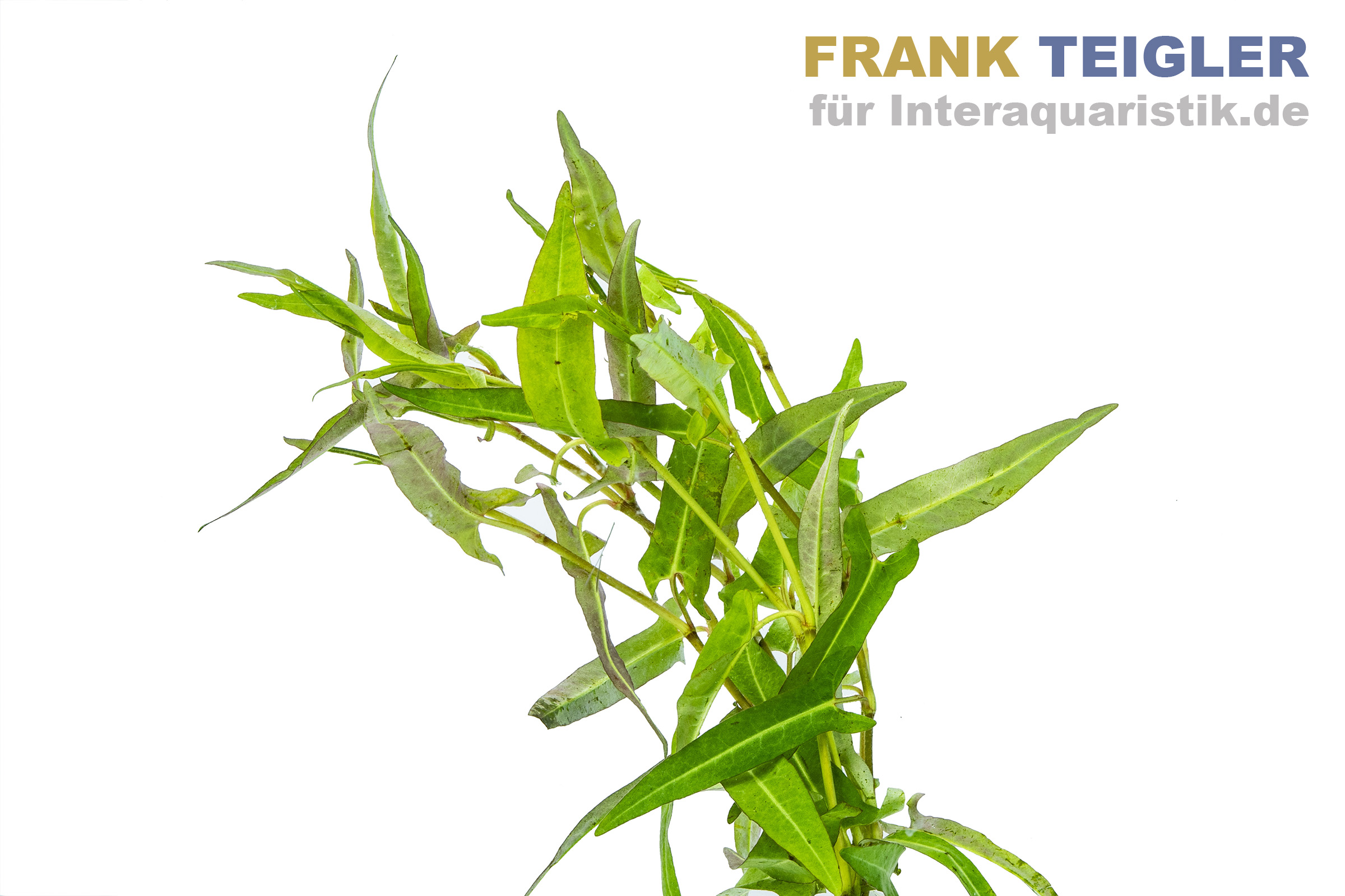 Wasserknöterich, Persicaria praetermissa, Bund, online kaufen