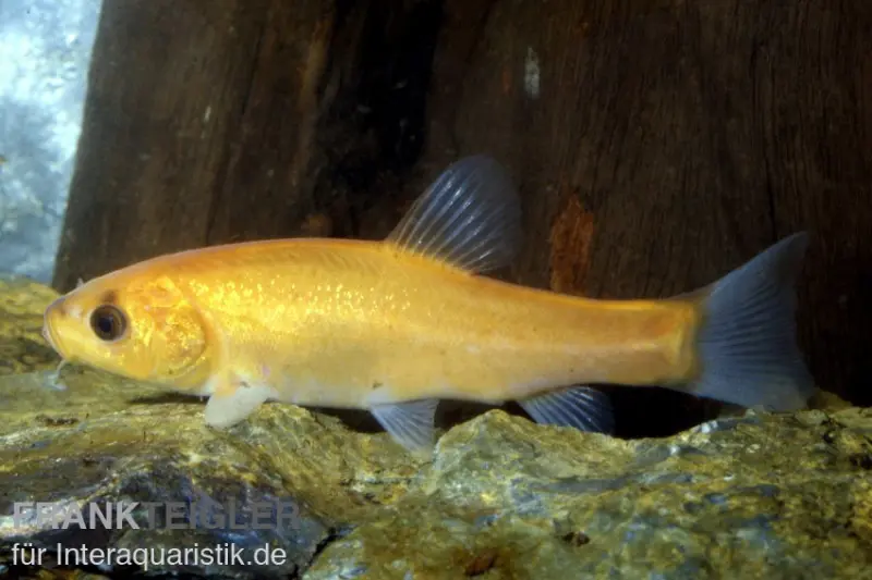 Goldfische & Kaltwasserfische