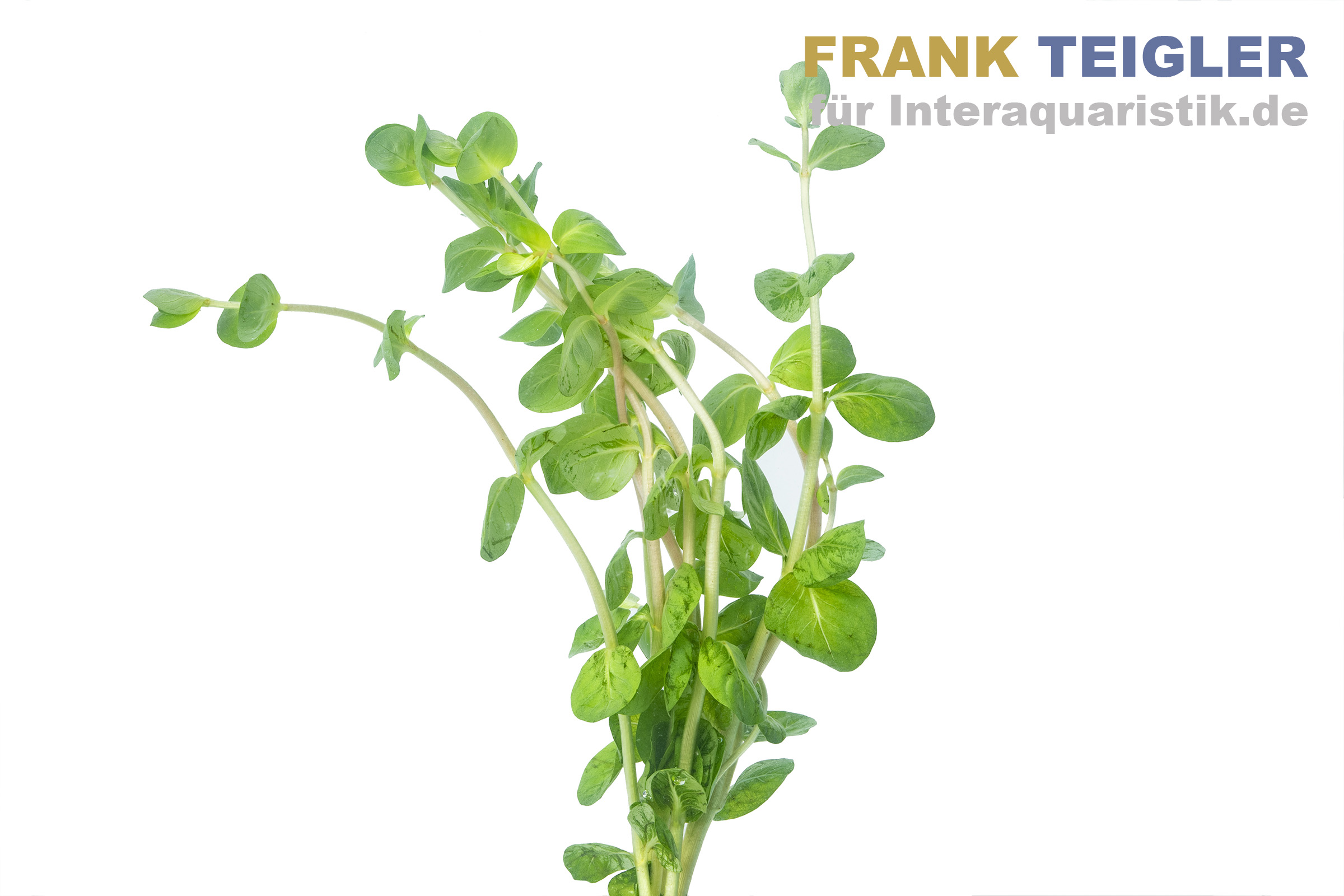 Rundblättrige Rotala, rotala rotundifolia, Bund, kaufen