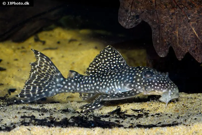 L136a Demini-Engelsharnischwels, Hypancistrus sp., kleine Punkte