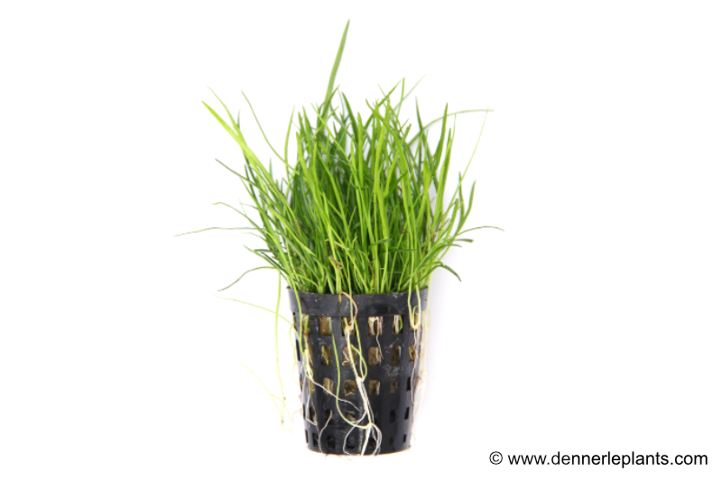 Mauritius-Graspflanze, Lilaeopsis mauritiana, online kaufen