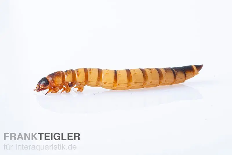 Futterinsekten, frisches Lebendfutter für Terrarientiere