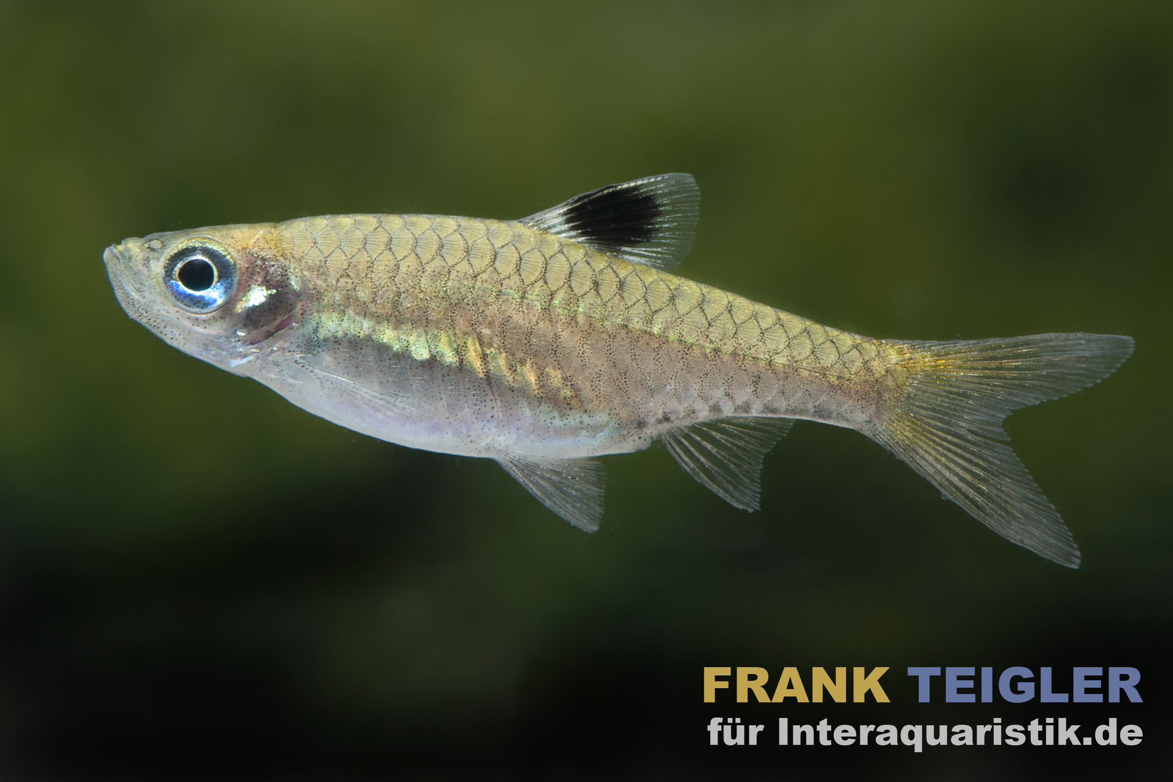 Rosenbärbling, Danio roseus kaufen Tiere Zierfische