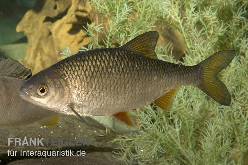 Goldfische & Kaltwasserfische