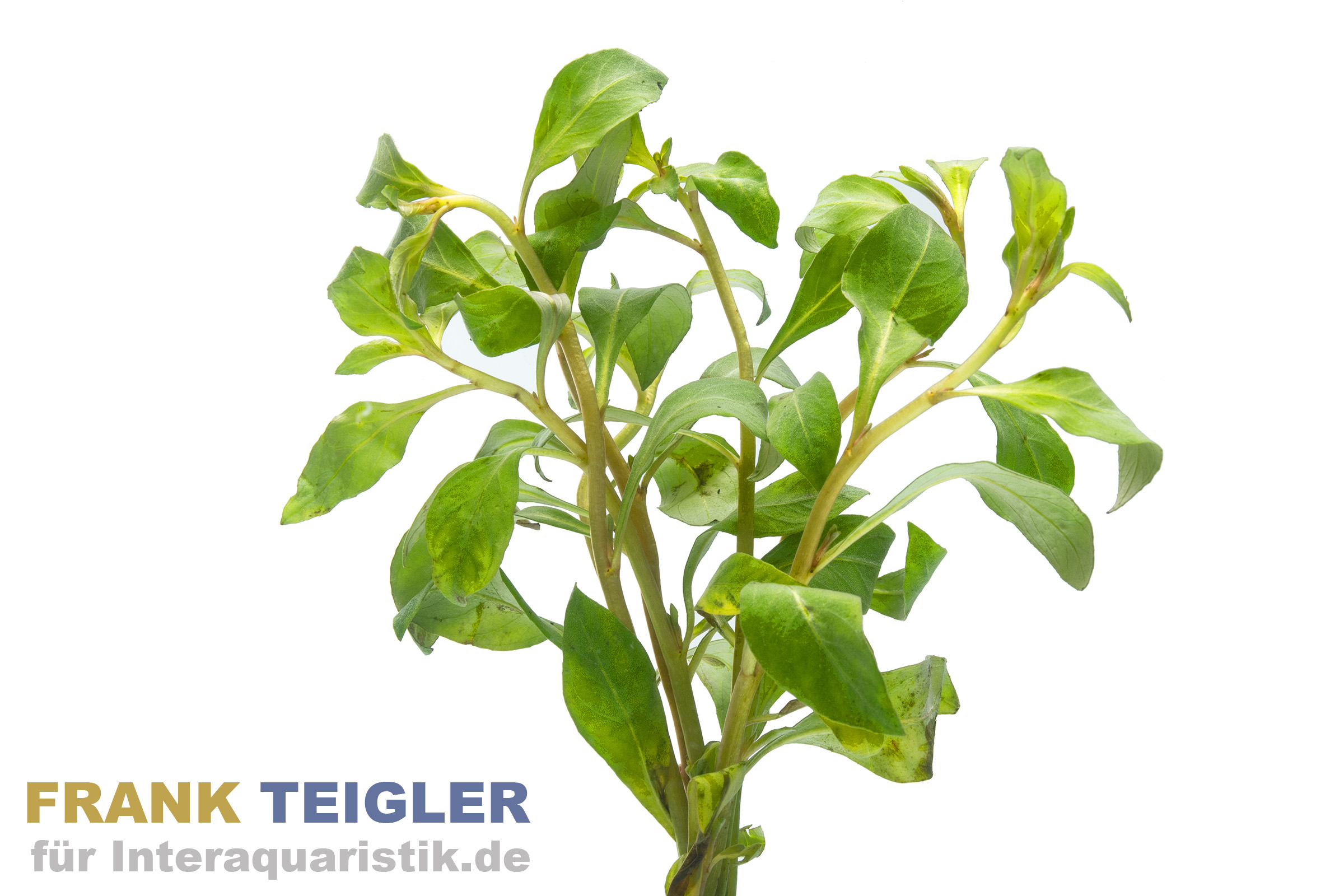 Spitzblättrige Ludwigie, Ludwigia arcuata, im Topf kaufen