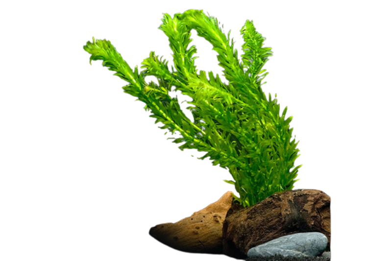 Kanadische Wasserpest kaufen | Elodea canadensis im Online-Shop