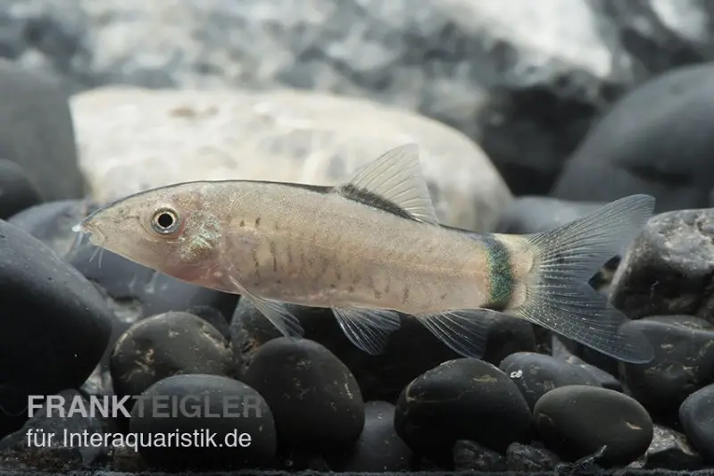 Schmerlen als Zierfische für das Aquarium online kaufen