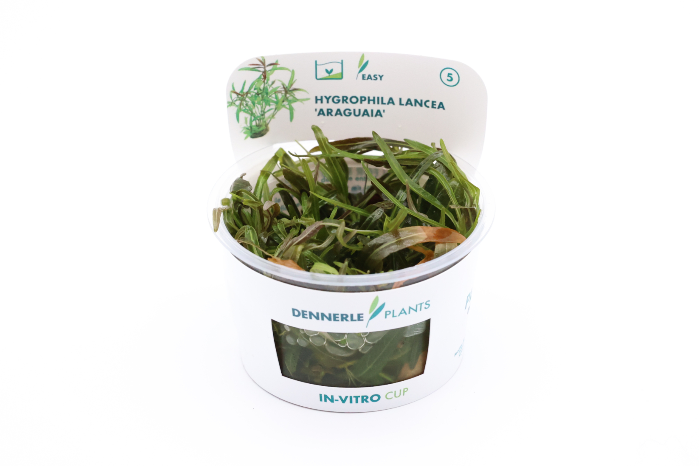 Araguaia-Wasserfreund, Hygrophila lancea "Araguaia", kaufen