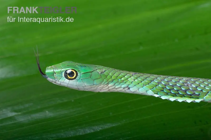 Exotische Schlangen für das Terrarium online kaufen