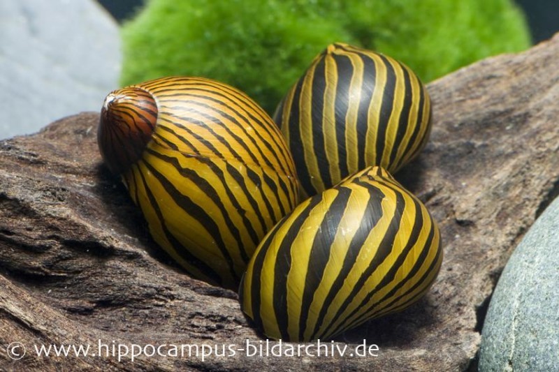 Nerite Schnecken