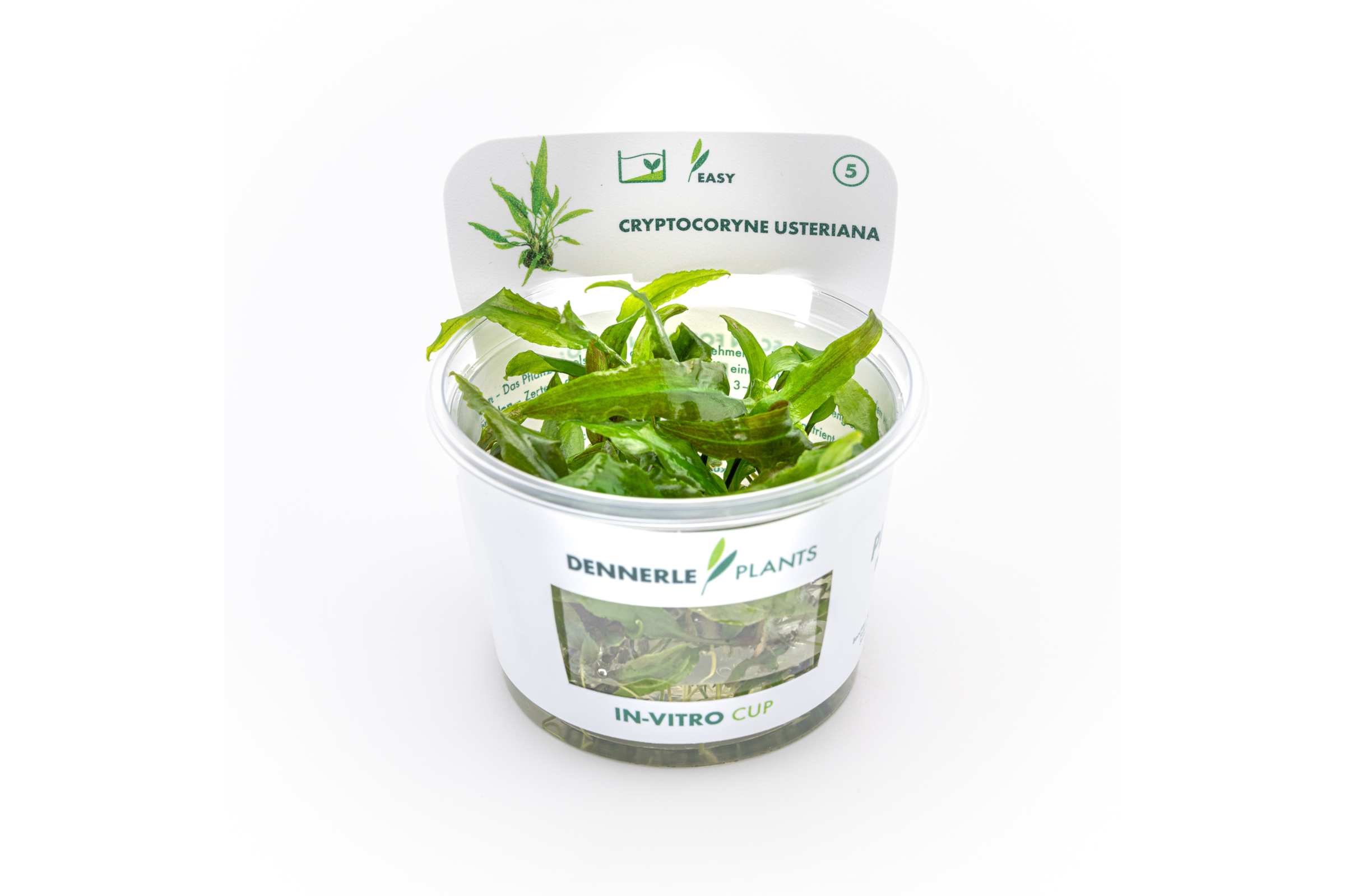 Usteris Wasserkelch, Cryptocoryne usteriana, online kaufen