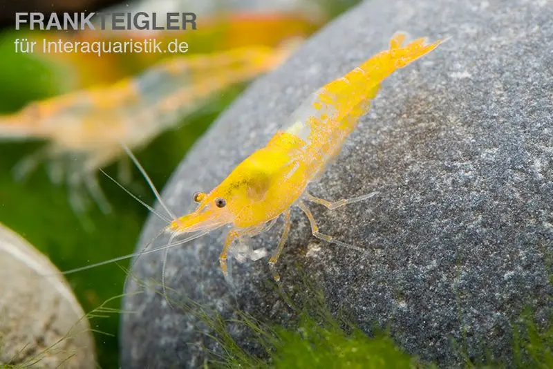Yellow Rili Shrimp, Neocaridina davidi Tiere Garnelen