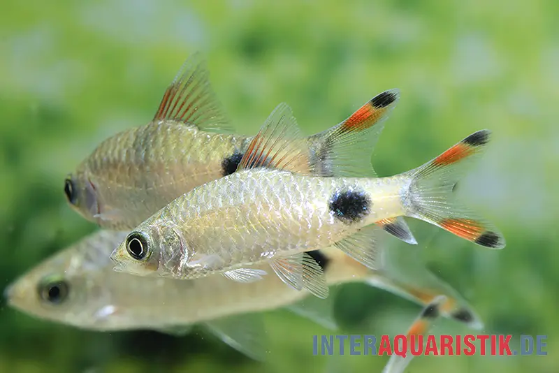 Barben, Bärblinge & Rasboras