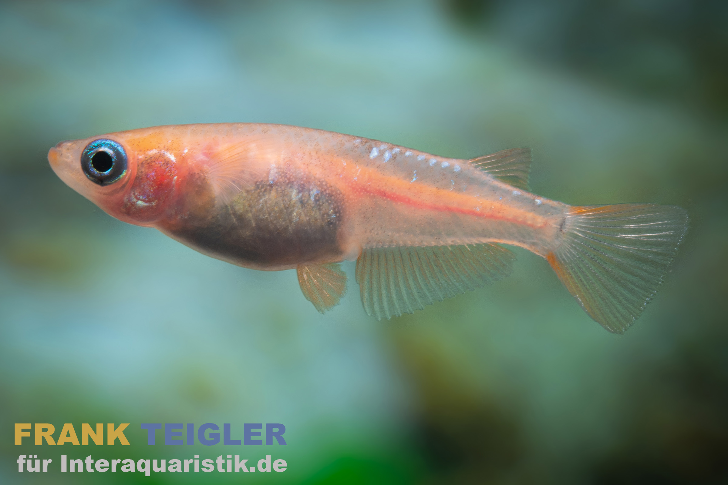 Medaka Blau gescheckt, Oryzias latipes Blue Sparkled kaufen