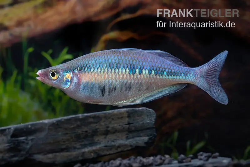 Regenbogenfische für das Aquarium im Shop kaufen