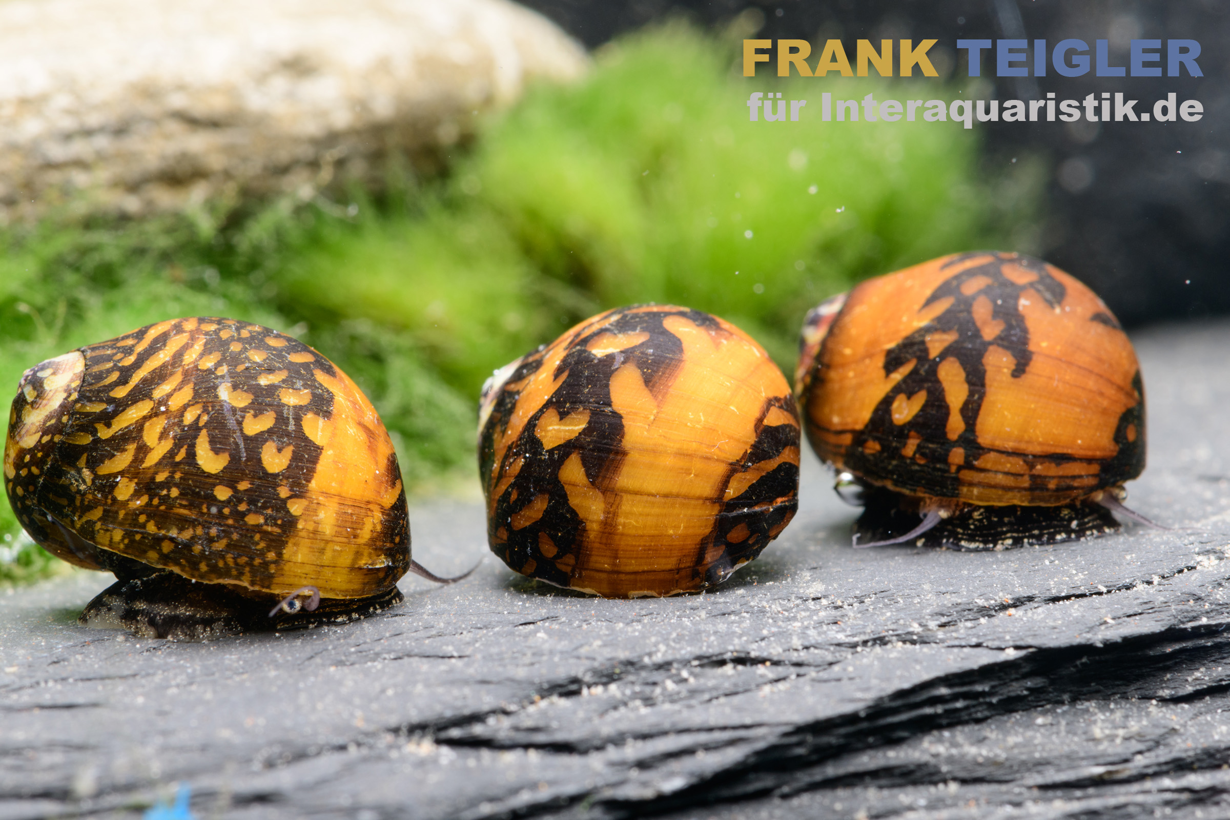 Rennschnecken kaufen – Algenfresser mit schönen Mustern