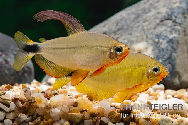 Procyon-Salmler, Hyphessobrycon procyon kaufen