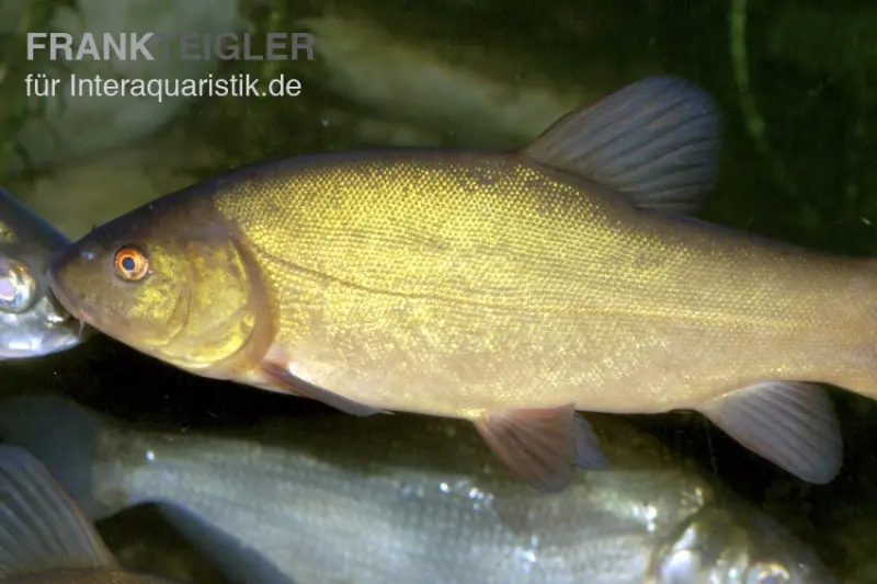 Goldfische & Kaltwasserfische