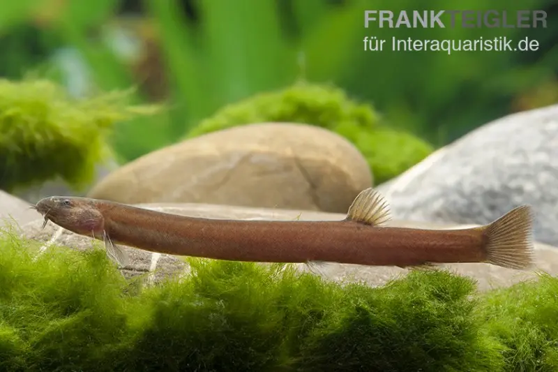 Welse für das Süßwasseraquarium im Shop online kaufen