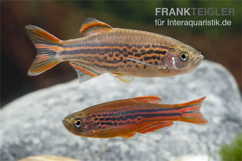 Kyathitbärbling, Danio kyathit Fire Ring (Minifisch), DNZ Tiere Zierfische