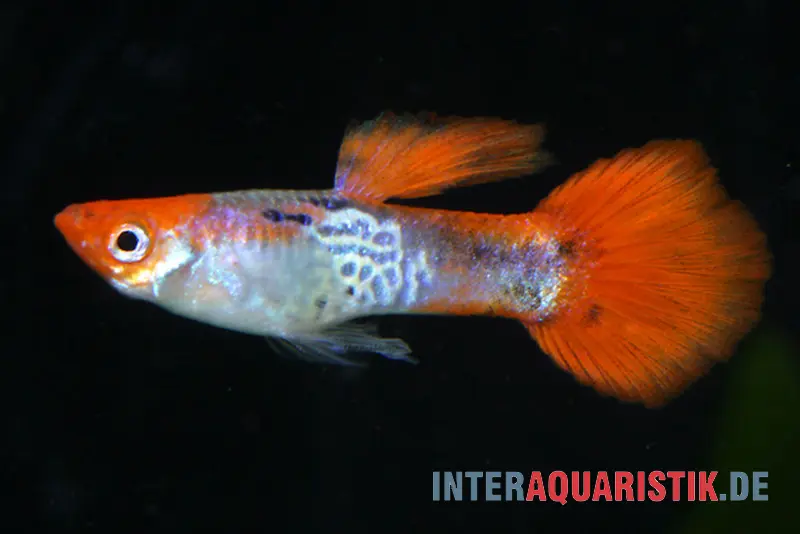 Guppys, Poecilia reticulata, im Shop online kaufen