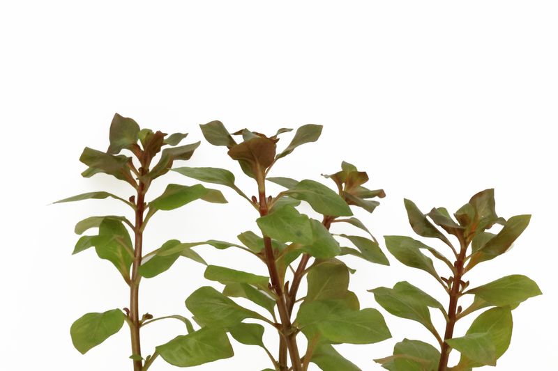 Kriechende Ludwigie, Ludwigia repens, im Topf, online kaufen