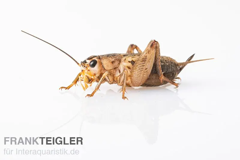 Futterinsekten, frisches Lebendfutter für Terrarientiere