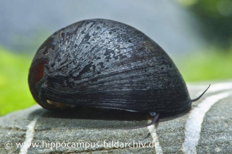 Anthrazit-Napfschnecke, Neritina sp Tiere Schnecken