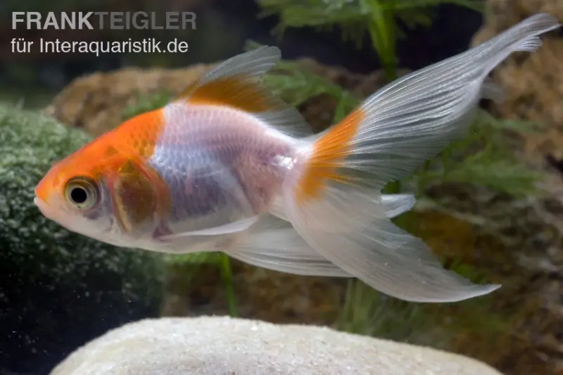 Goldfische & Kaltwasserfische