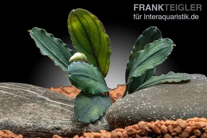 Klassische Terrariumpflanzen