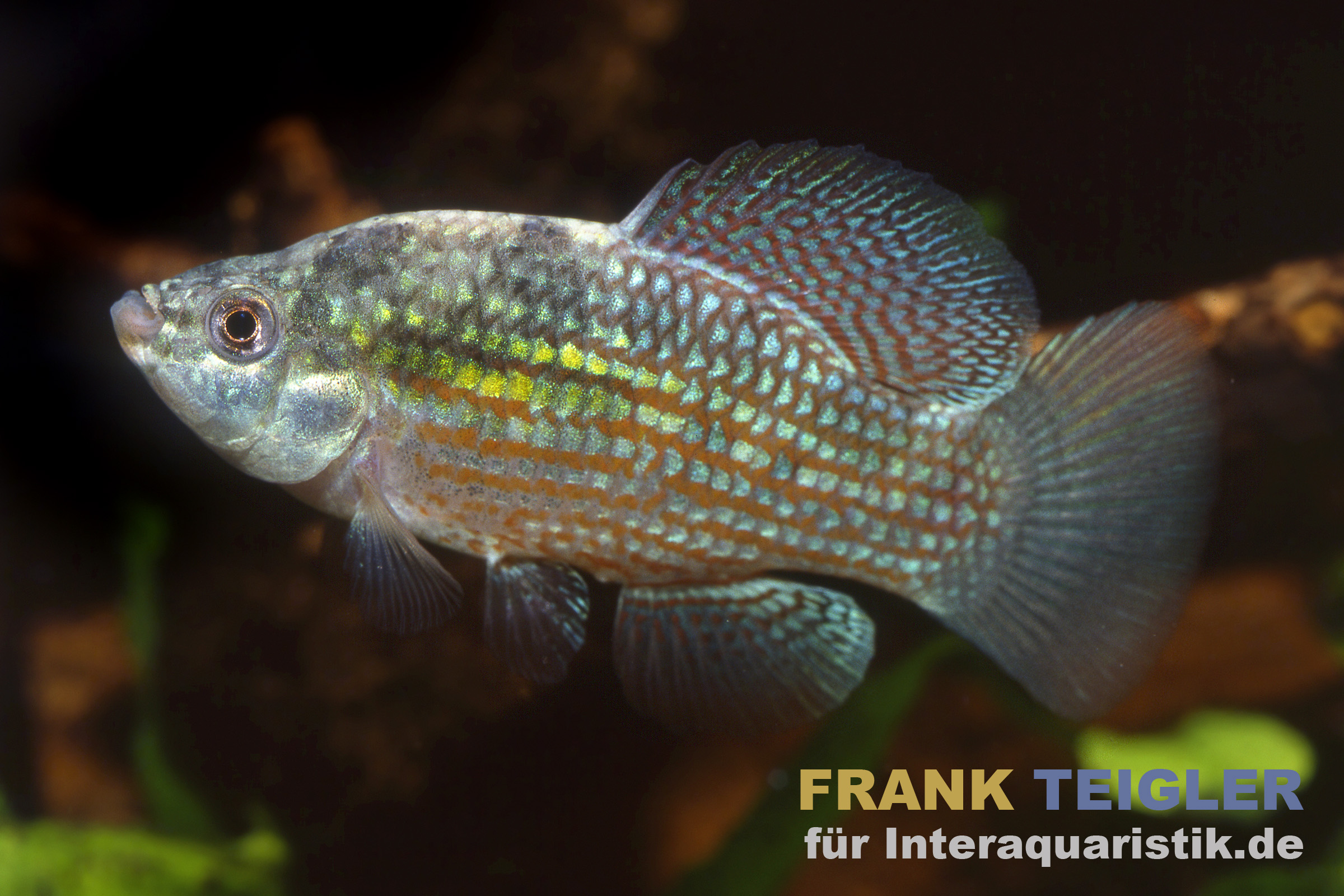 Florida-Flaggenkärpfling (Jordanella floridae) für Teich & Aquarium