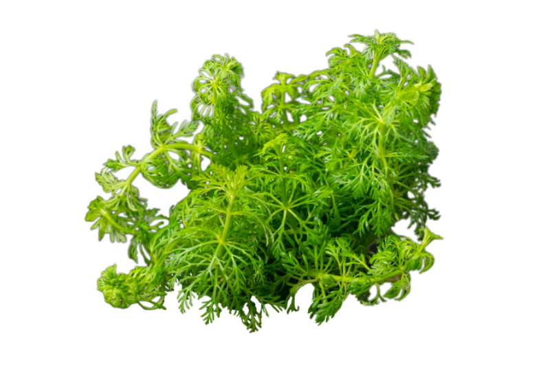 Kleine Ambulia, Limnophila sessiliflora, online kaufen