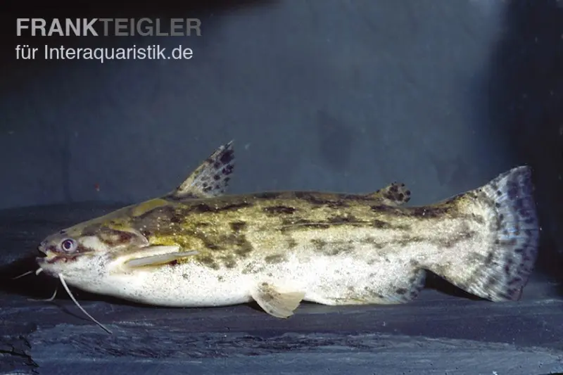 Wurzelwels, Trachelyopterus galeatus Tiere Zierfische