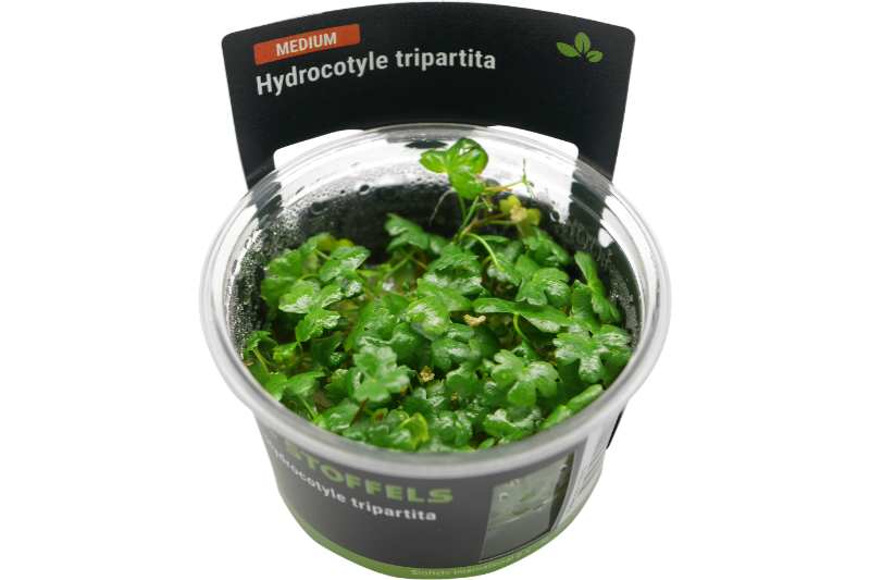 Hydrocotyle cf. tripartita (H. sp. "Japan"), online kaufen
