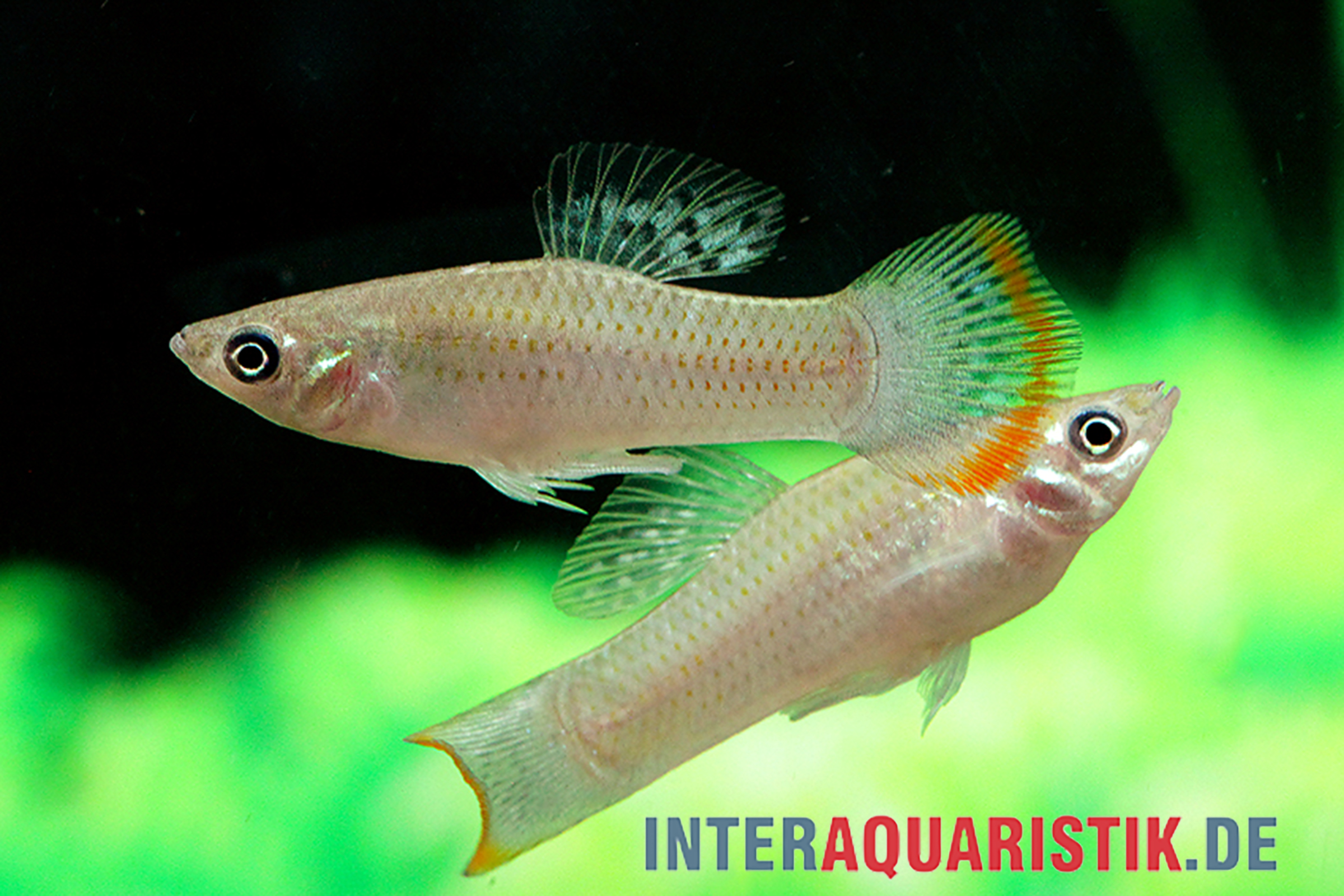 Butlers Molly, Poecilia butleri, online kaufen