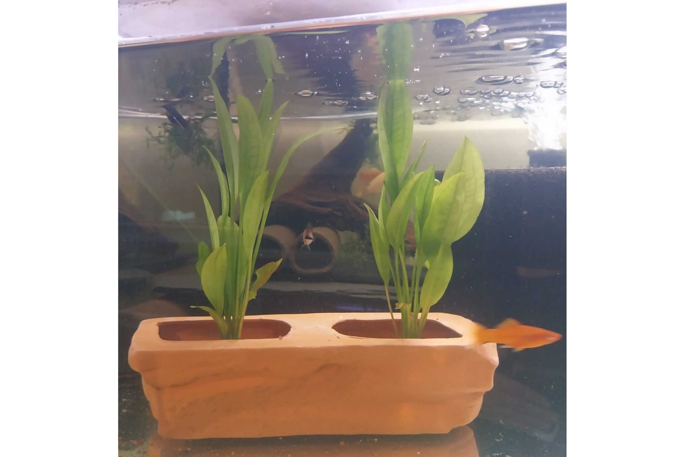 Ton Pflanzhilfe groß zur stabilen Platzierung von Aquarienpflanzen