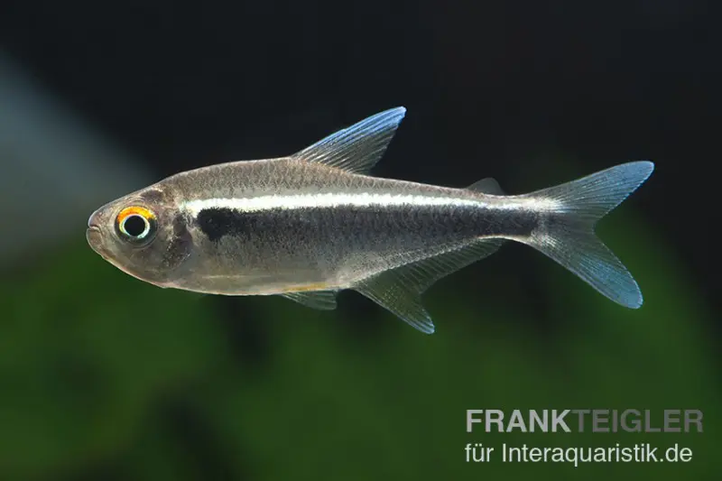 Salmler für das Süßwasser-Aquarium im Shop kaufen