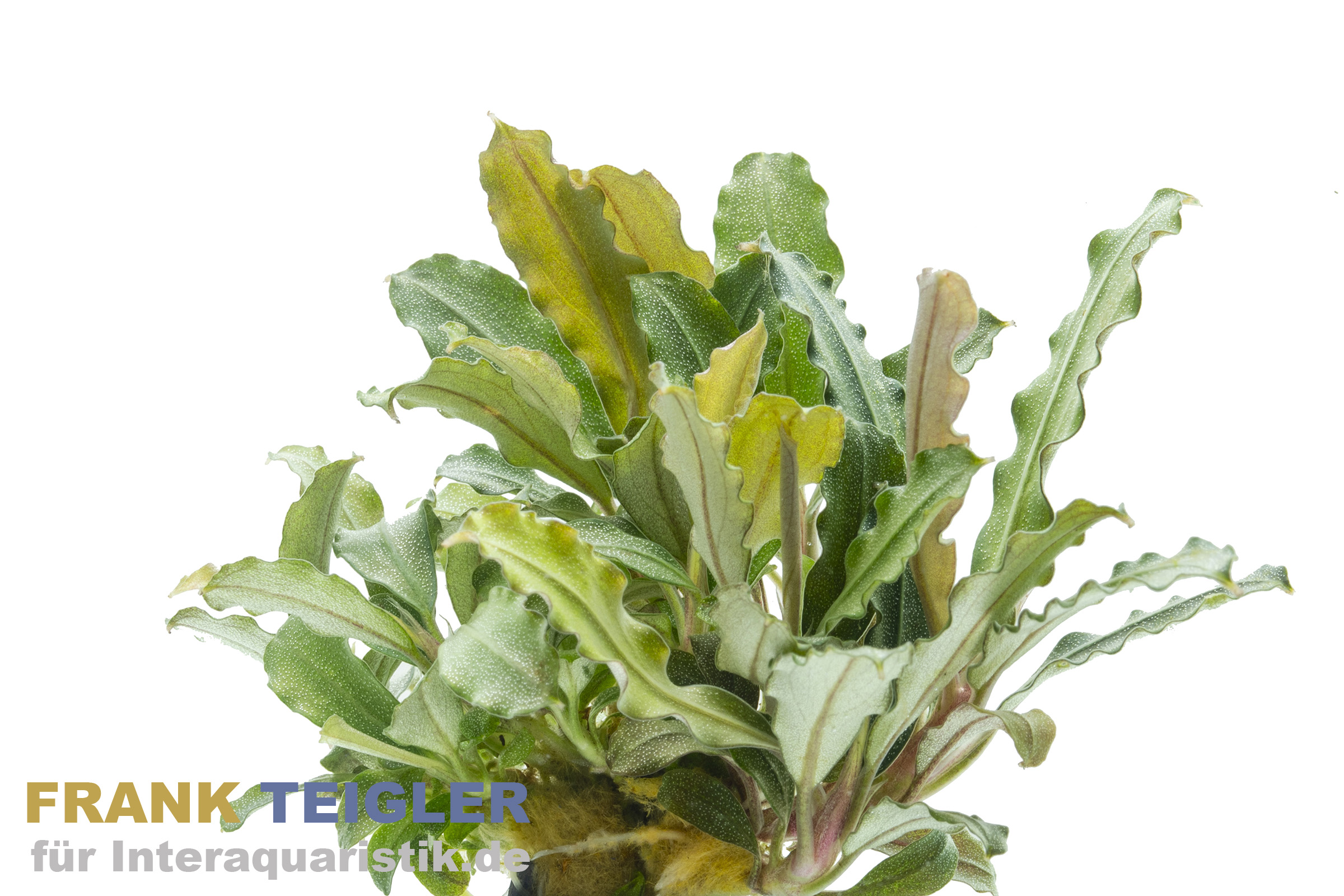 Bucephalandra sp. "Blue Green", im Topf, online kaufen