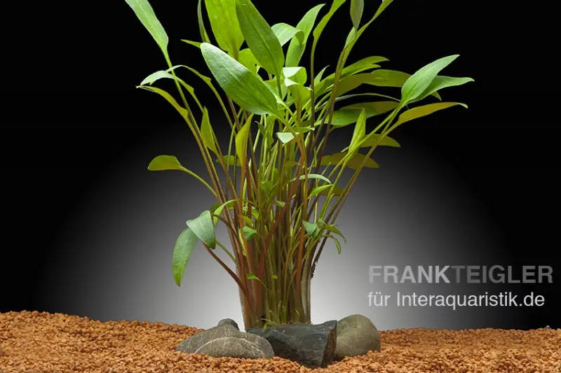 Aquariumpflanzen, Mittelgrund-Aquarienpflanzen, Mittelgrundpflanzen