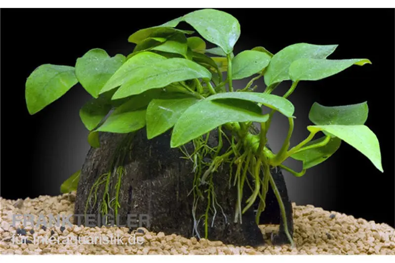 Dennerle Coco Cave mit Anubias, Anubias nana, online kaufen